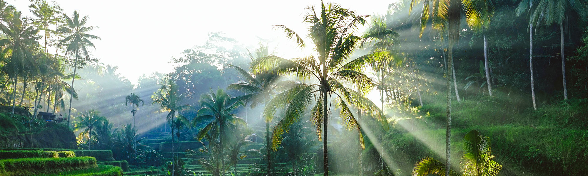 Bali’s Best Wildlife and Where to Find it | Flight Centre UK