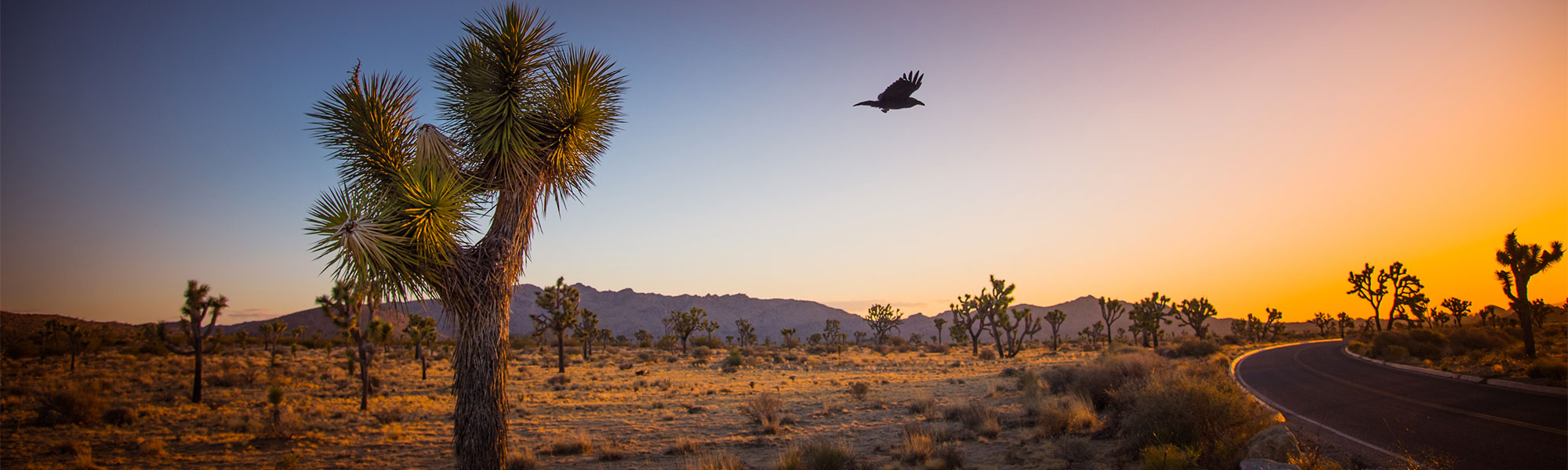 Top Ten Ultimate Road Trip Stops in California & Arizona