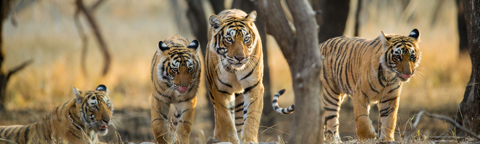 How to See Tigers in India | Flight Centre UK