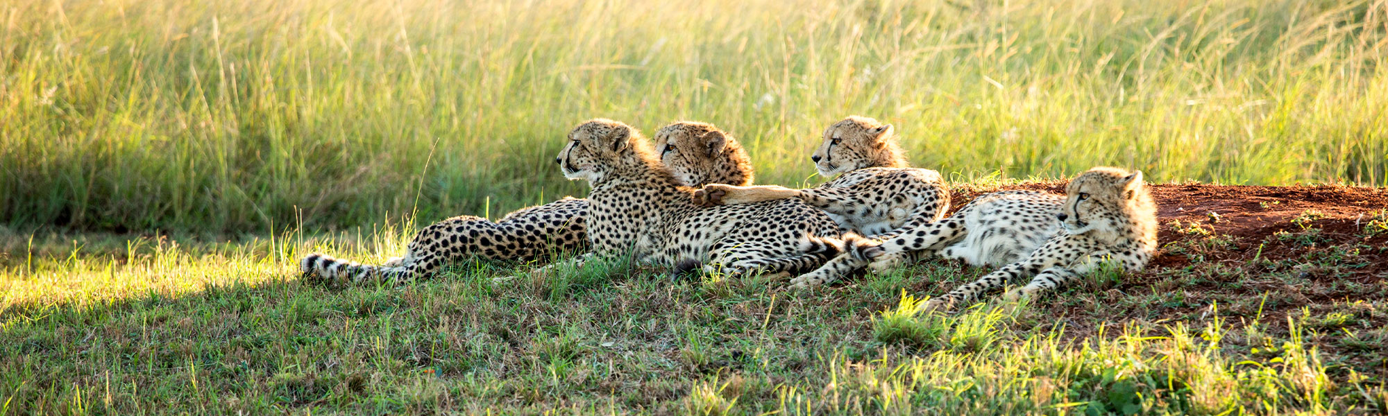 A Guide to Phinda Game Reserve | Flight Centre UK