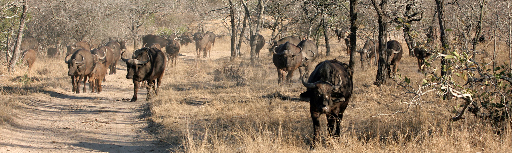 An Interview with a Park Ranger at Kruger National Park | Flight Centre UK